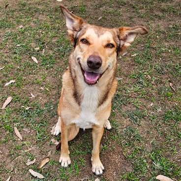 Adopt Bonnie from Mareeba QLD | Adopt-A-Dog
