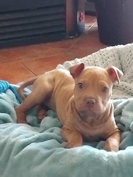 Adopt Squidge from Warwick QLD | Adopt-A-Dog