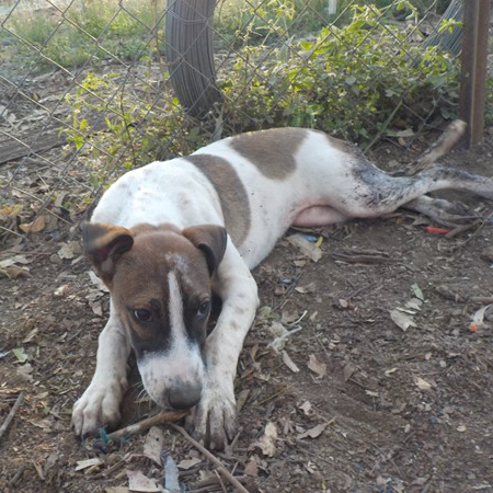 Adopt CASSIE from MAREEBA QLD | Adopt-A-Dog