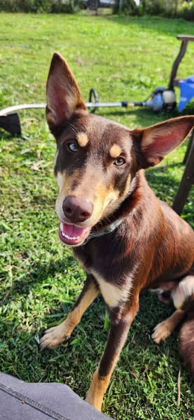 Adopt Koah from Cairns QLD | Adopt-A-Dog