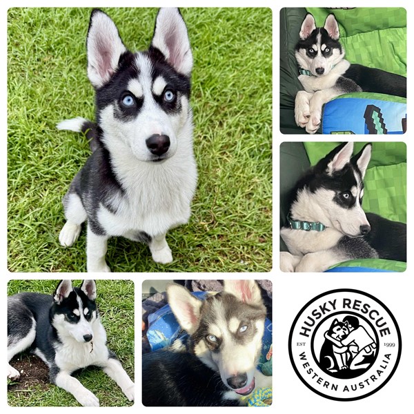 Adopt Miley from Perth WA | Adopt-A-Dog