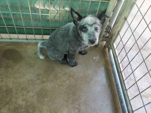 Adopt HANK from MAREEBA QLD | Adopt-A-Dog