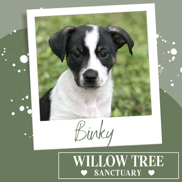 Adopt Binky from North Coast NSW | Adopt-A-Dog