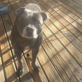 Adopt Bonnie from Perth WA | Adopt-A-Dog