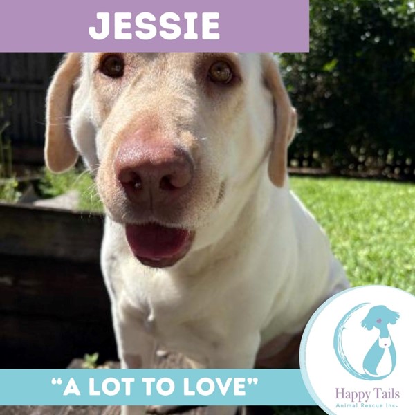 Adopt Jessie from Kelvin Grove QLD | Adopt-A-Dog