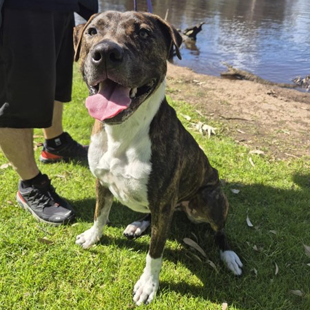 Adopt Milo from Perth WA | Adopt-A-Dog
