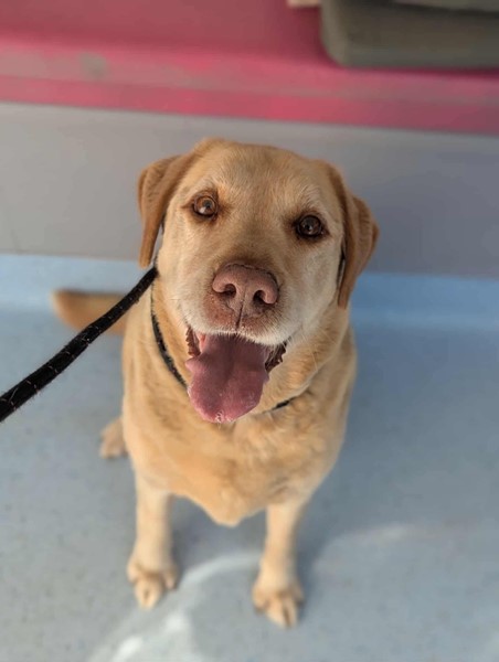 Adopt Lucky from Morwell VIC | Adopt-A-Dog