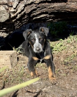 Adopt Lemmy from Cooranbong NSW | Adopt-A-Dog