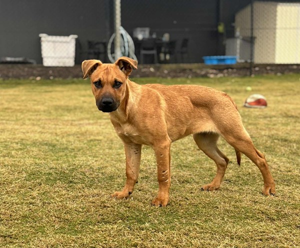 Adopt Shelly from Fullerton Cove NSW | Adopt-A-Dog