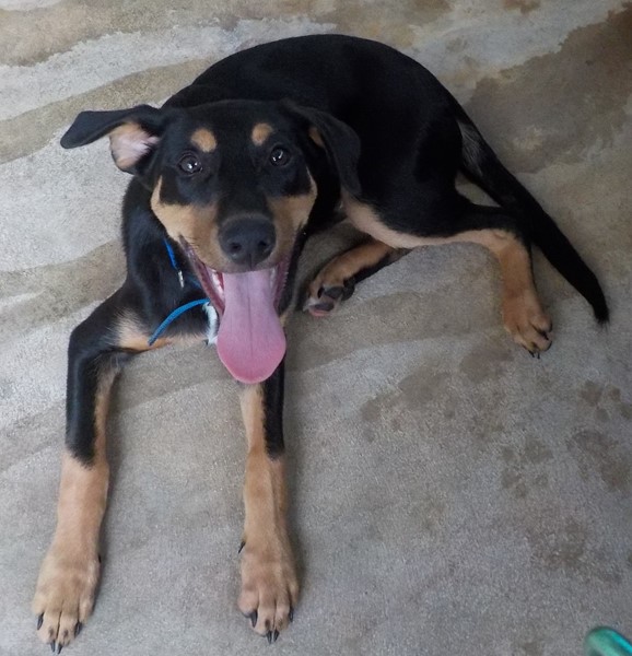 Adopt BUSTER from MAREEBA QLD | Adopt-A-Dog