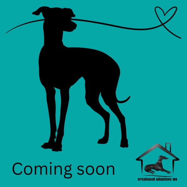 Adopt Daisy from Perth WA | Adopt-A-Dog
