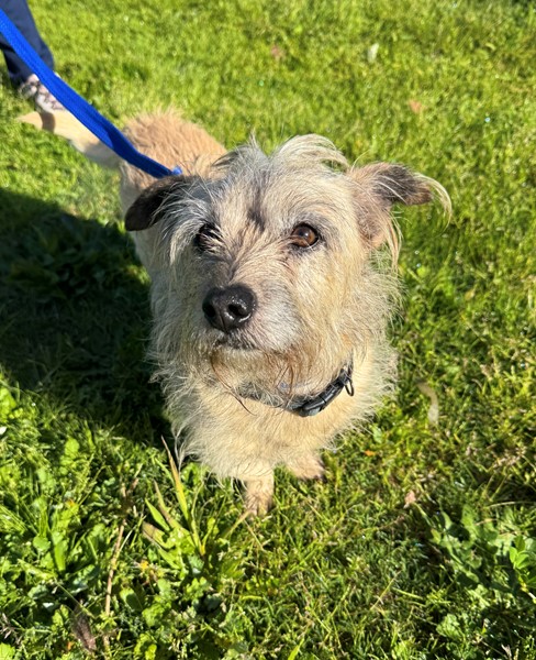 Adopt Momo from Perth WA | Adopt-A-Dog