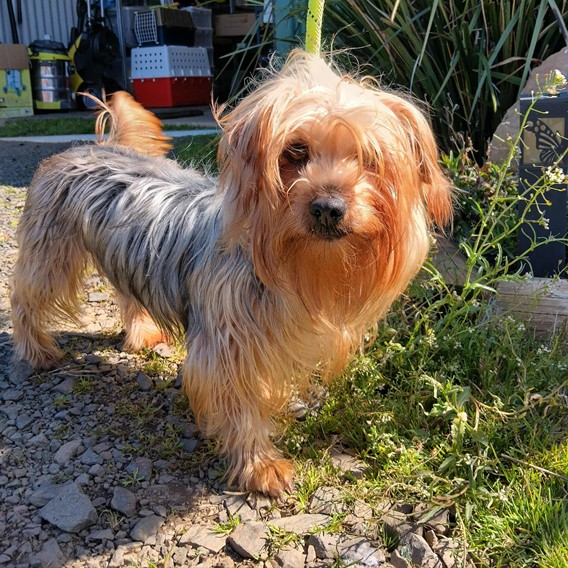 Adopt Jessie from Kunama NSW | Adopt-A-Dog