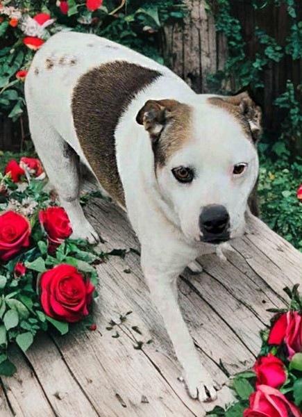 Adopt Rosie from Running Stream NSW | Adopt-A-Dog