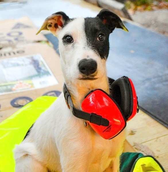 Adopt Cheshire Cat from Morwell VIC | Adopt-A-Dog