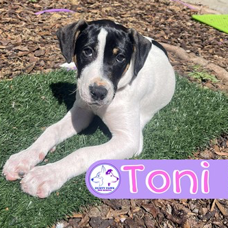 Adopt Toni from Saint Clair SA | Adopt-A-Dog