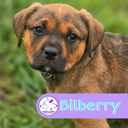 Adopt Bilberry from Hackham SA | Adopt-A-Dog
