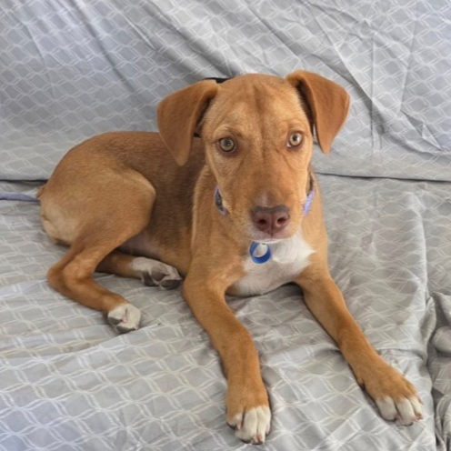 Adopt Chai from Coomera QLD | Adopt-A-Dog