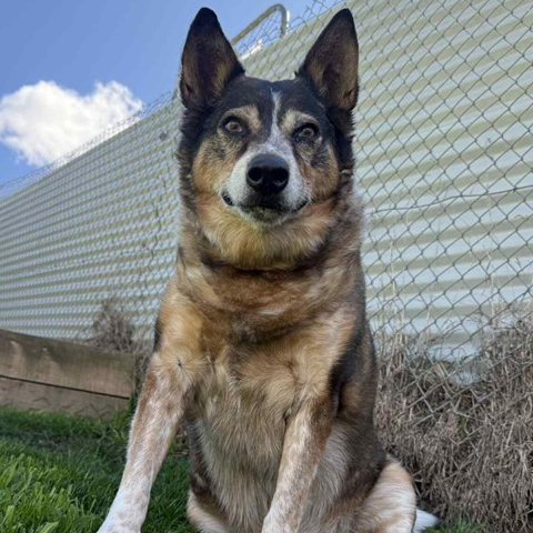 Adopt Red Dawg from Risdon Vale TAS | Adopt-A-Dog