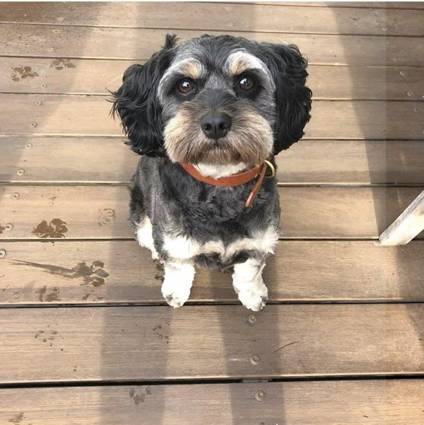 Adopt Roy Valenti from Oakleigh South VIC | Adopt-A-Dog