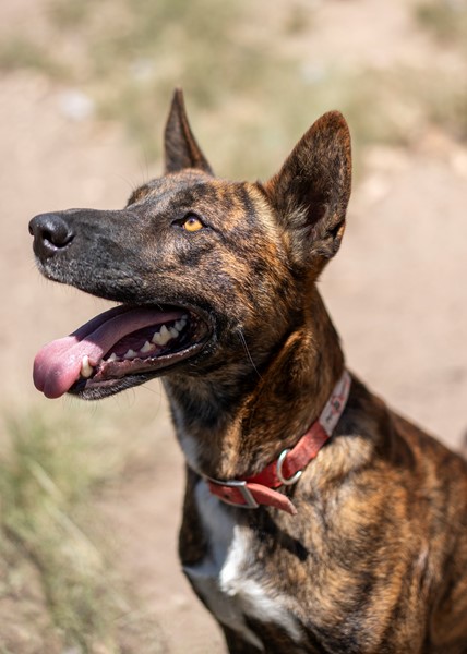 Adopt Jengo from Eatonsville NSW | Adopt-A-Dog