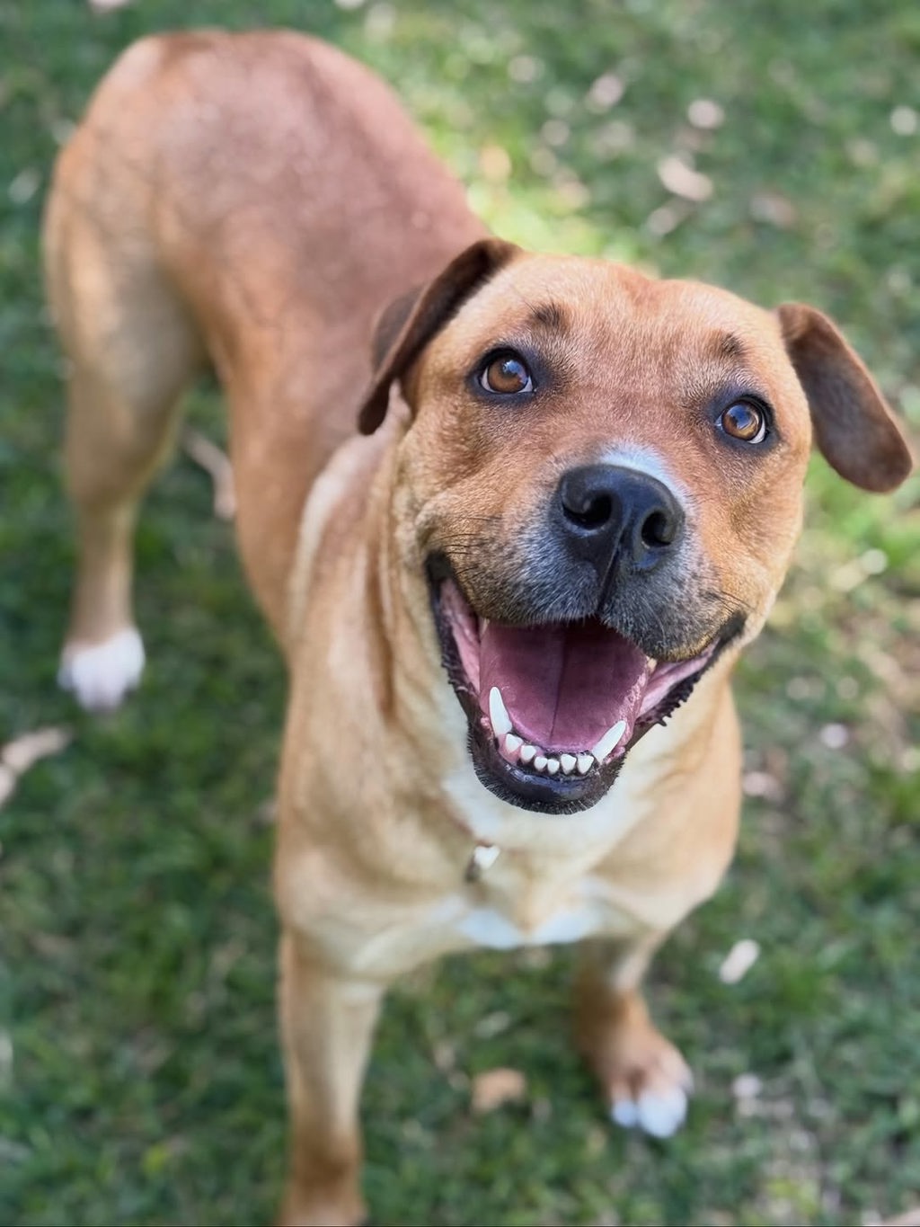 Adopt Melba from Shenton Park WA | Adopt-A-Dog