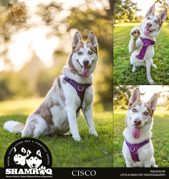 Adopt Cisco from Brisbane QLD | Adopt-A-Dog