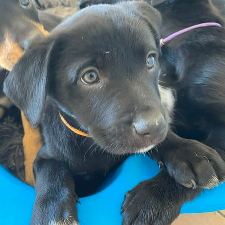 Adopt Buffy from Perth WA | Adopt-A-Dog