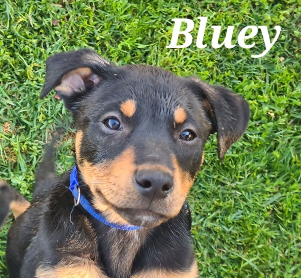 Adopt Bluey from Wodonga VIC | Adopt-A-Dog