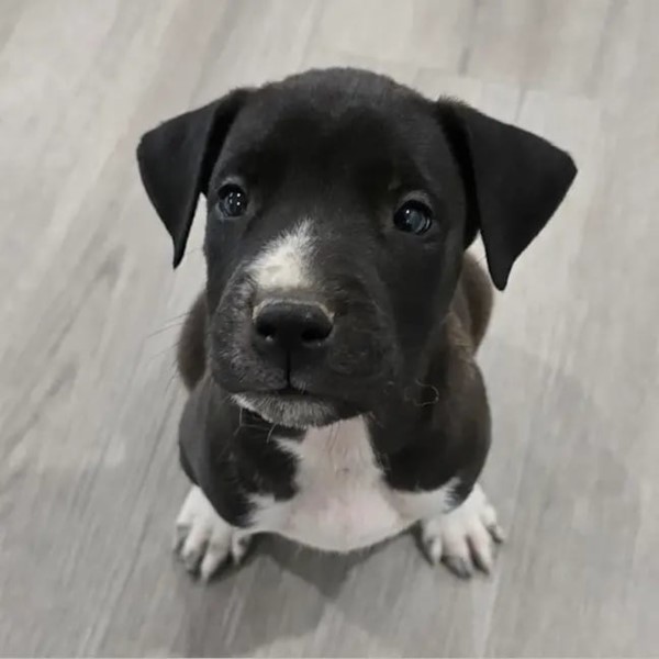 Adopt Cujo from Ballarat VIC | Adopt-A-Dog