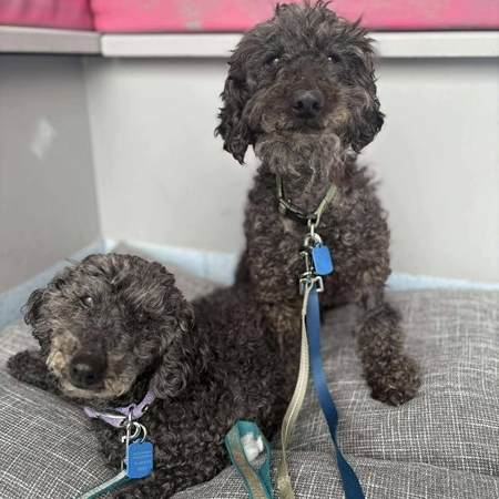 Adopt George from Narre Warren VIC | Adopt-A-Dog