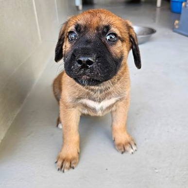 Adopt Nuna from Mareeba QLD | Adopt-A-Dog