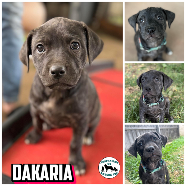 Adopt Dakaria from WATSONIA VIC | Adopt-A-Dog