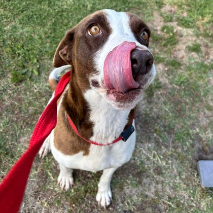 Adopt Freya from Perth WA | Adopt-A-Dog