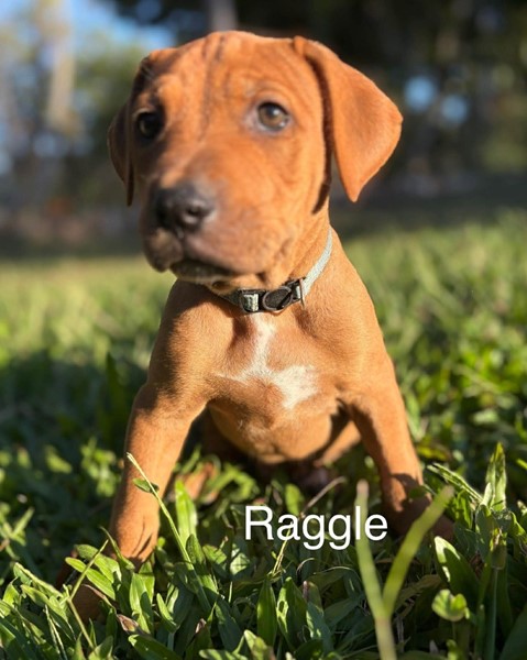 Adopt Raggle from Townsville QLD | Adopt-A-Dog