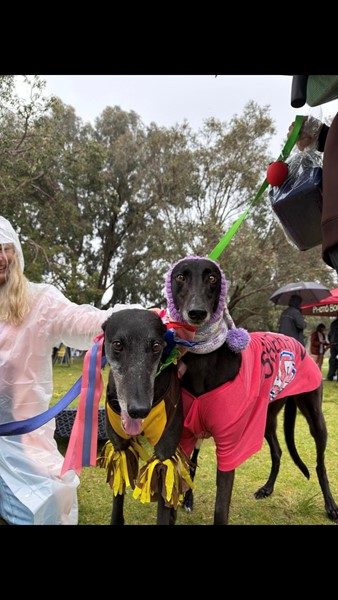 Adopt Georgie from Perth WA | Adopt-A-Dog