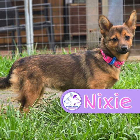Adopt Nixie from Hackham SA | Adopt-A-Dog
