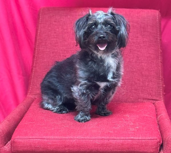 Adopt Jessie from Kingaroy, Queensland, 4610 QLD | Adopt-A-Dog