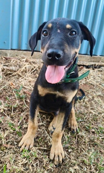 Adopt Artie from Mareeba QLD | Adopt-A-Dog
