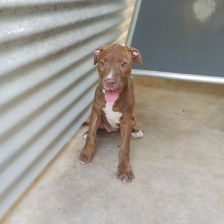 Adopt MAISIE from MAREEBA QLD | Adopt-A-Dog