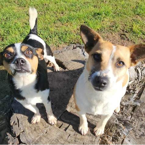 Adopt Turbo from Oberon NSW | Adopt-A-Dog
