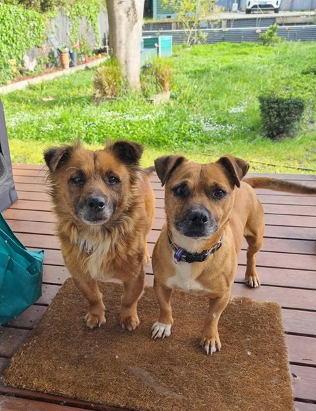 Adopt Roddy from Cranbourne VIC | Adopt-A-Dog