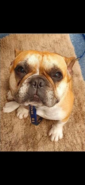 Adopt Eleanor from Perth WA | Adopt-A-Dog