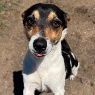 Adopt Rocky from Running Stream NSW | Adopt-A-Dog