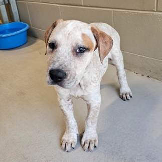 Adopt Percy from Mareeba QLD | Adopt-A-Dog