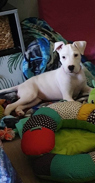 Adopt Mouse from SA | Adopt-A-Dog