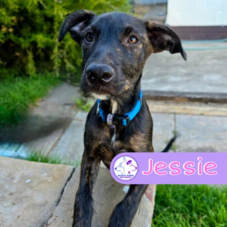 Adopt Jessie from Strathalbyn SA | Adopt-A-Dog