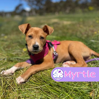 Adopt Myrtle from Yundi SA | Adopt-A-Dog