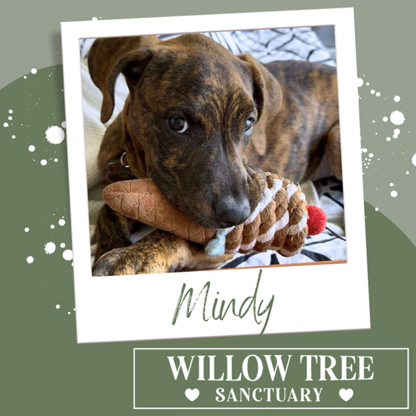 Adopt Mindy from Sydney NSW | Adopt-A-Dog