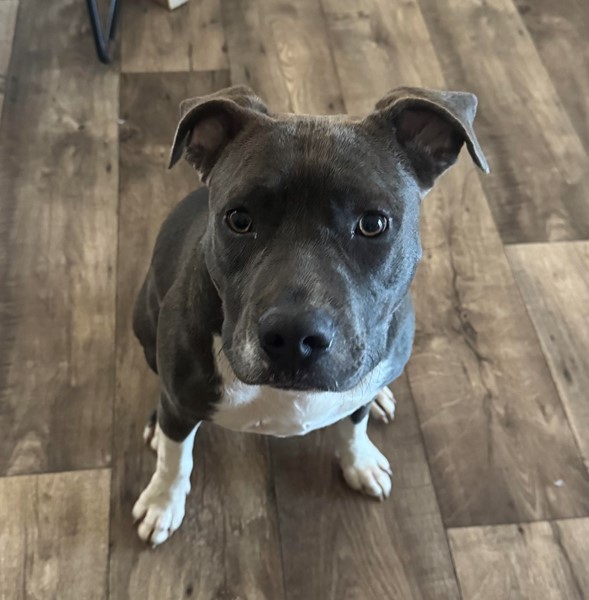 Adopt ISLA from Ipswich QLD | Adopt-A-Dog
